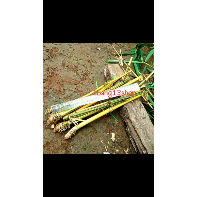 Jual Bambu kuning asli | Shopee Indonesia