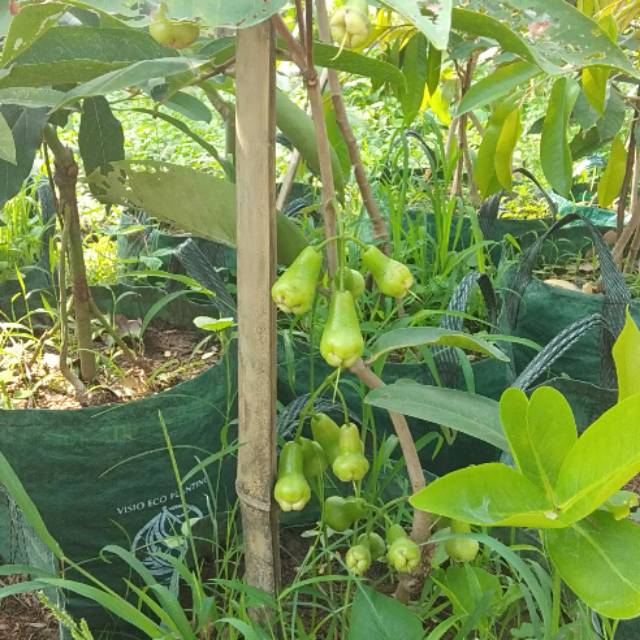 Jual TANAMAN JAMBU MDH madu delhi (cepat berbuah di pot) | Shopee Indonesia