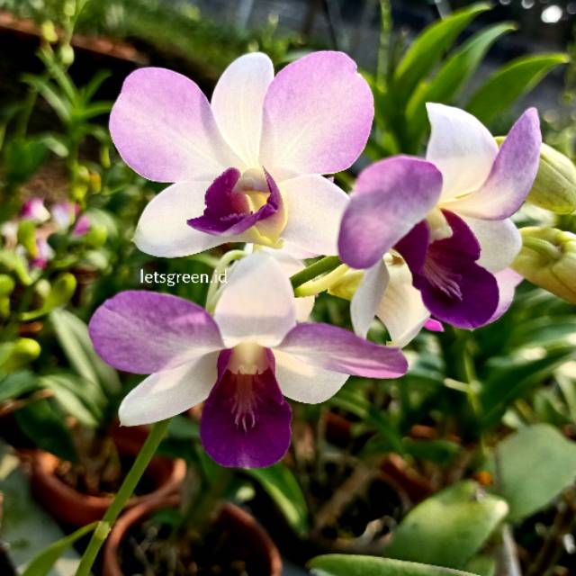 Jual Anggrek Dendrobium Arindang Blue Angel | Shopee Indonesia