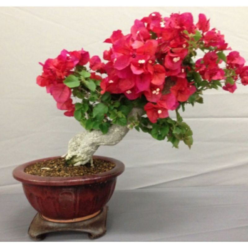 Jual tanaman hias bougenville bunga merah pohon bugenvil bunga merah ...