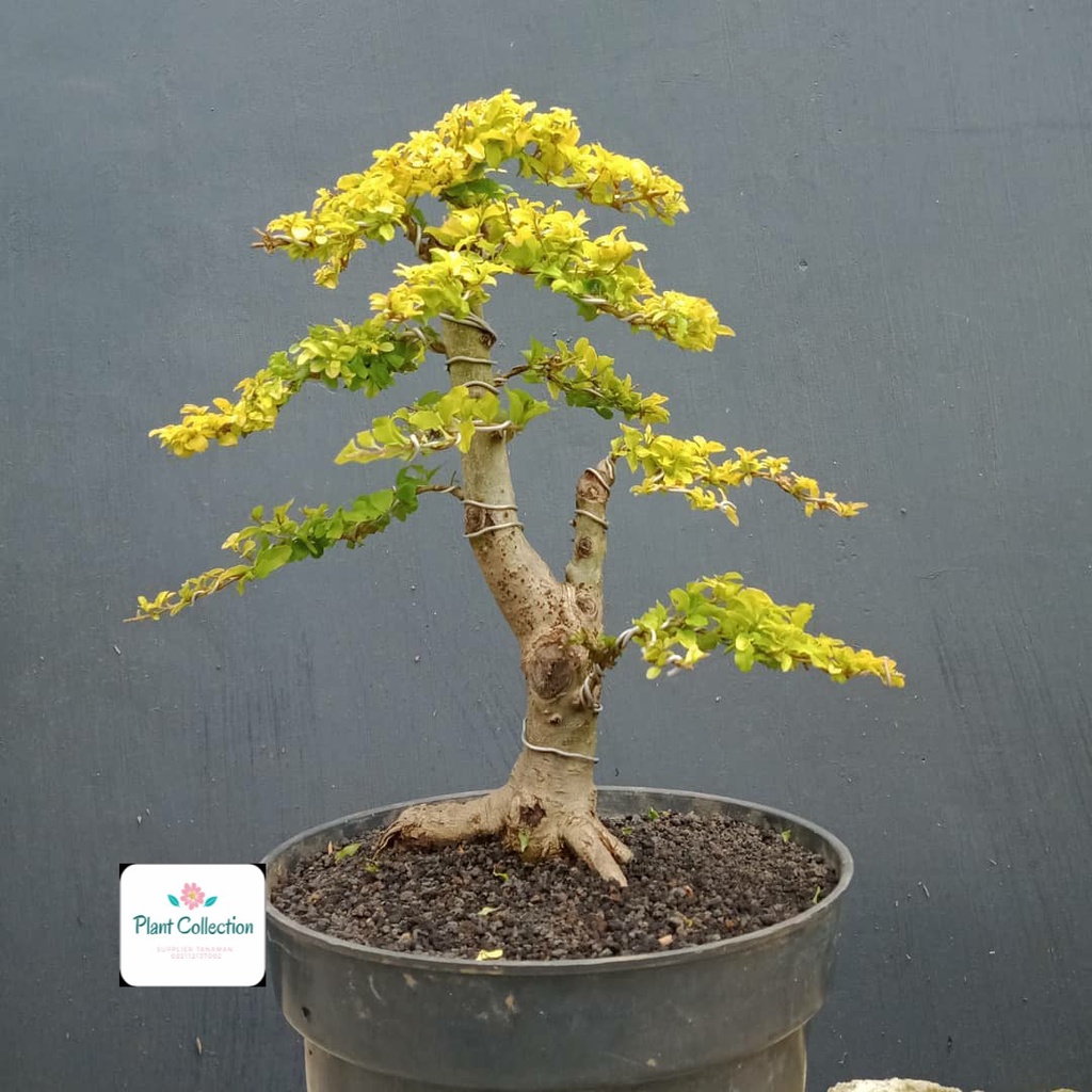 Jual TANAMAN HIAS LEGISTRUM KUNING | BIBIT BONSAI | Shopee Indonesia