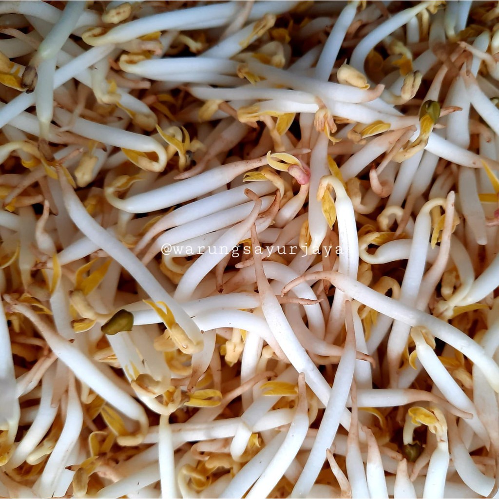 Jual Toge Segar harga pasar / Tauge Panjang 250 gram | Shopee Indonesia