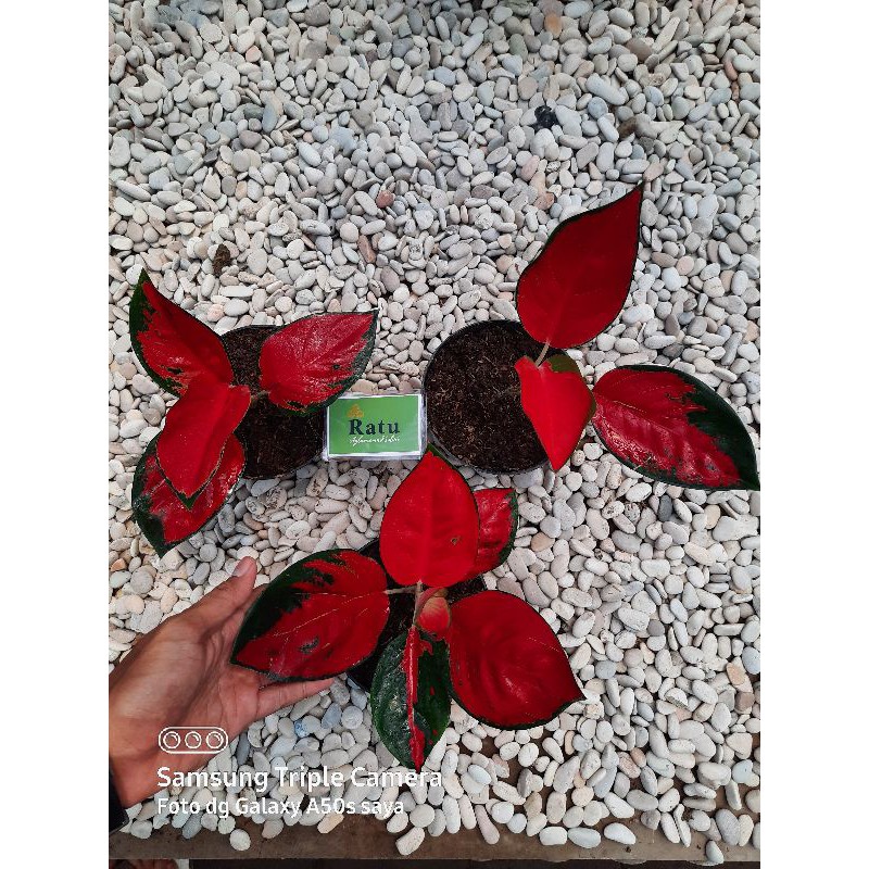 Jual Tanaman Hias Aglaonema 3 pohon jenis suksom jaipong 2-5 daun ...