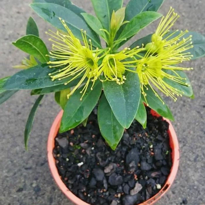 Jual Tanaman hias xanthos Lemon - Santos Lemon | Shopee Indonesia