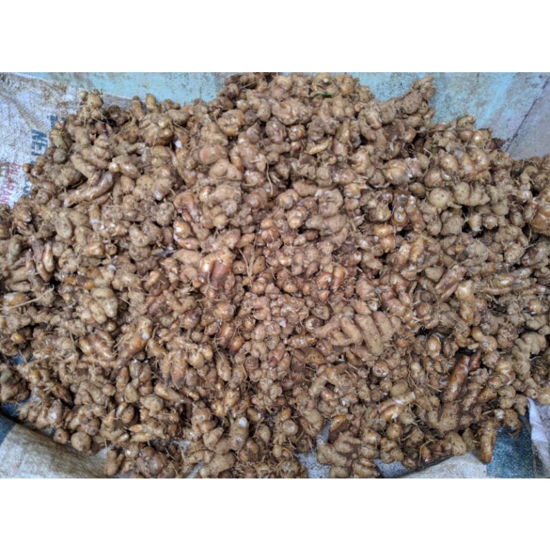 Jual KENCUR/CIKUR FRESH DAN BERSIH DARI TANAH DAN AKAR | Shopee Indonesia