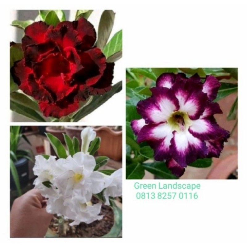 Jual Paket 3 Tanaman Pohon Adenium Beda Warna Bunga Kamboja Jepang