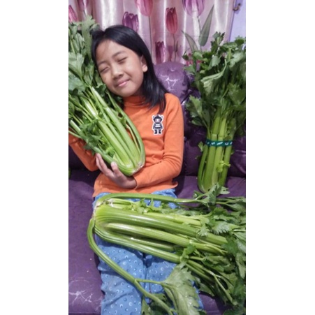Jual Celery stik seledri batang besar 1000gr | Shopee Indonesia
