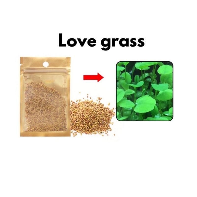 Jual Benih Rumput Aquascape Aquarium Bibit Rumput Carpet Seed Grass ...