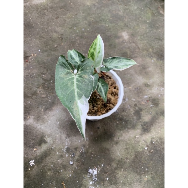 Jual Aureaaroid-Tanaman hias syngonium t25 | Shopee Indonesia
