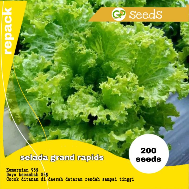 Jual benih selada grand rapids | benih sayuran | bibit sayuran | benih ...