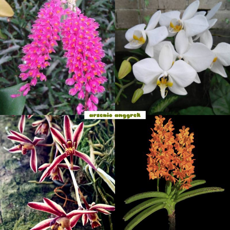 Jual Promo paket murah 50ribu dapat 4 jenis anggrek spesie | Shopee ...