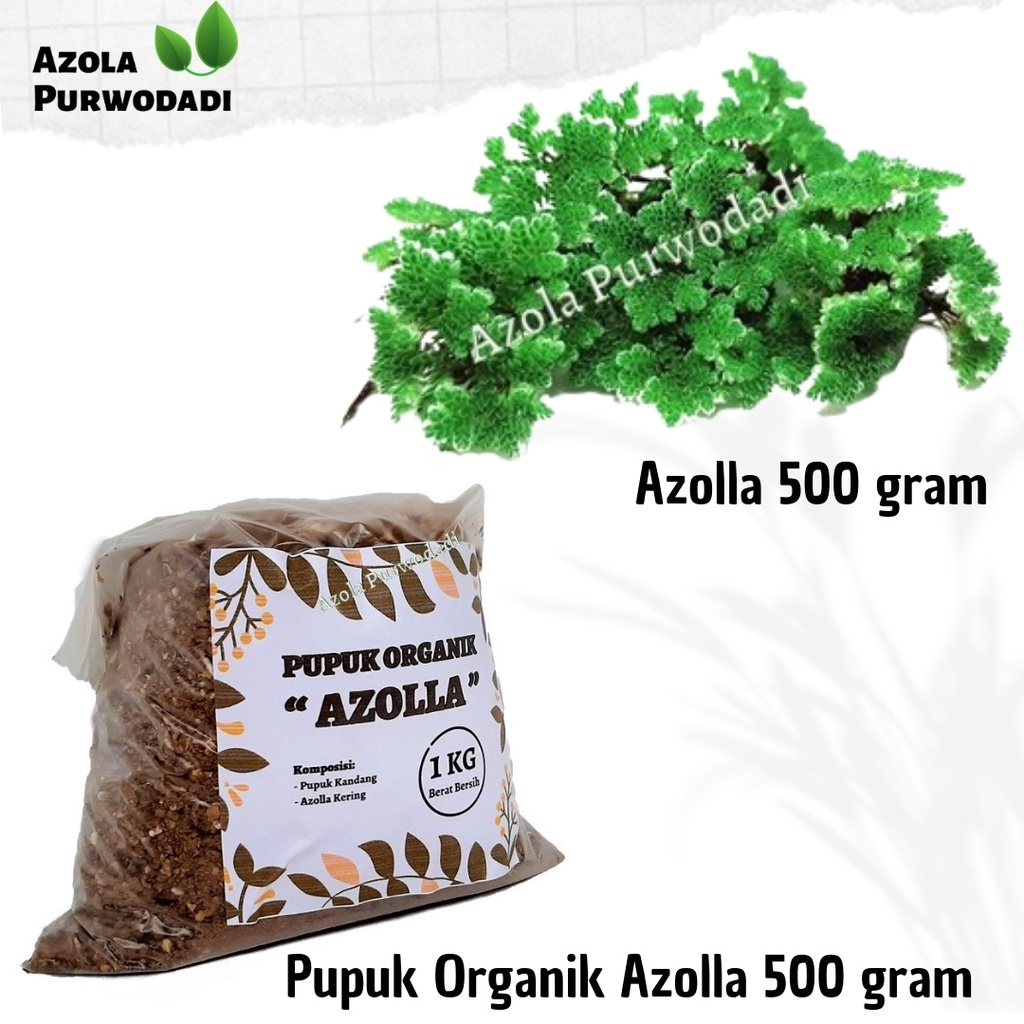 Jual Azolla 500 gram & Pupuk Organik Azolla 500 gram | Shopee Indonesia