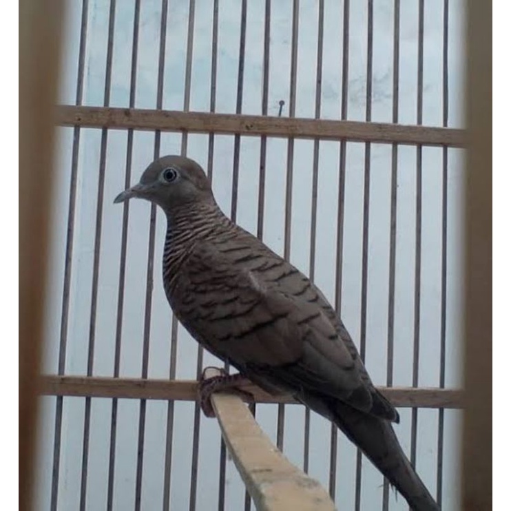 Jual BURUNG PERKUTUT CEMANI | Shopee Indonesia