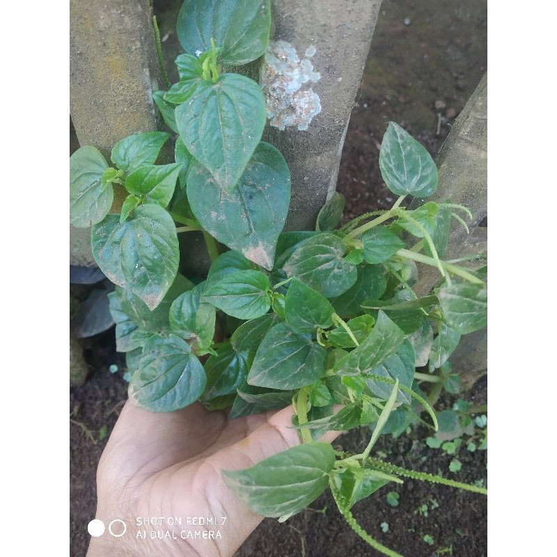 Jual New tanaman herbal suruh cina /500gr | Shopee Indonesia