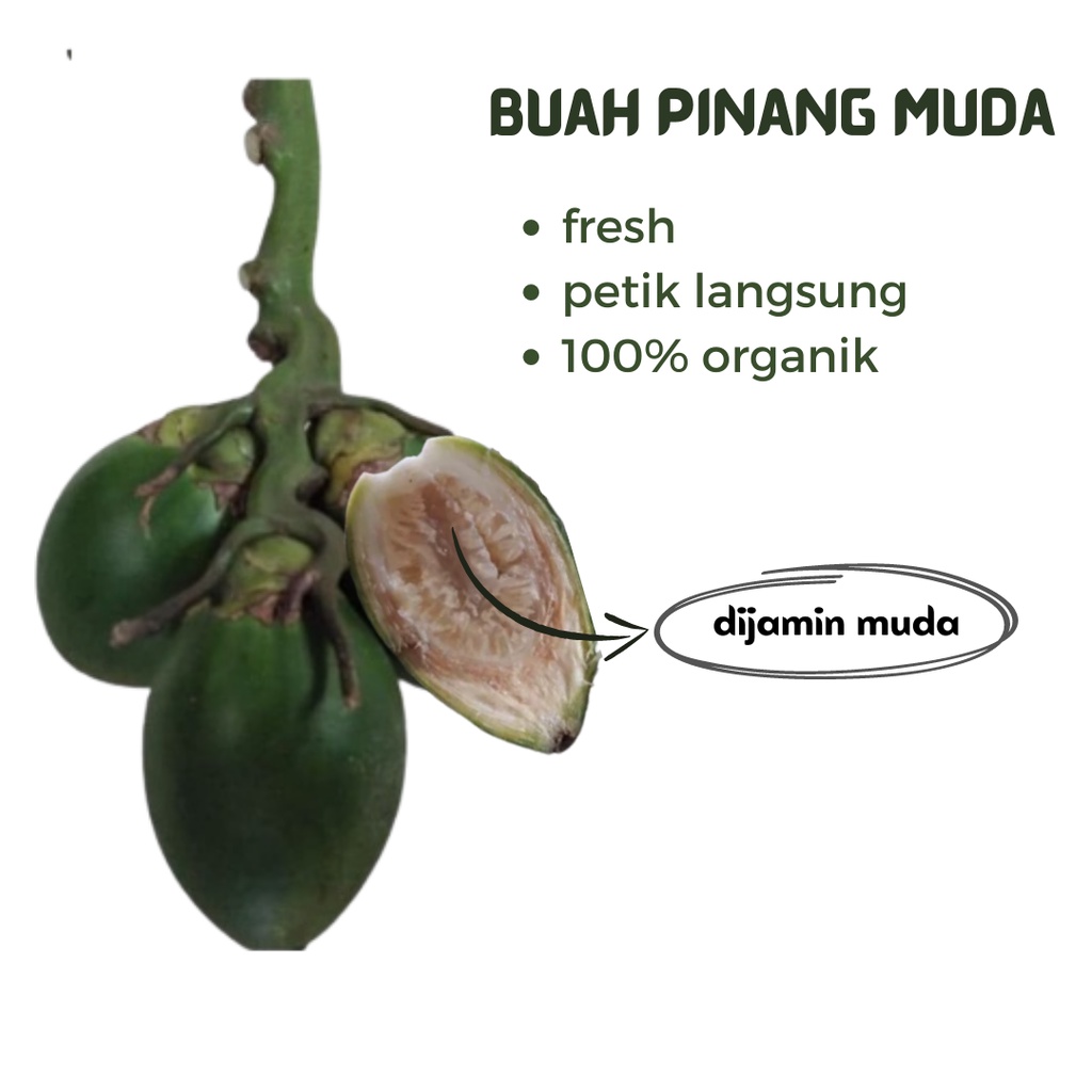 Jual Buah Pinang Muda - Jambe Muda Herbal Banyak Khasiat | Shopee Indonesia