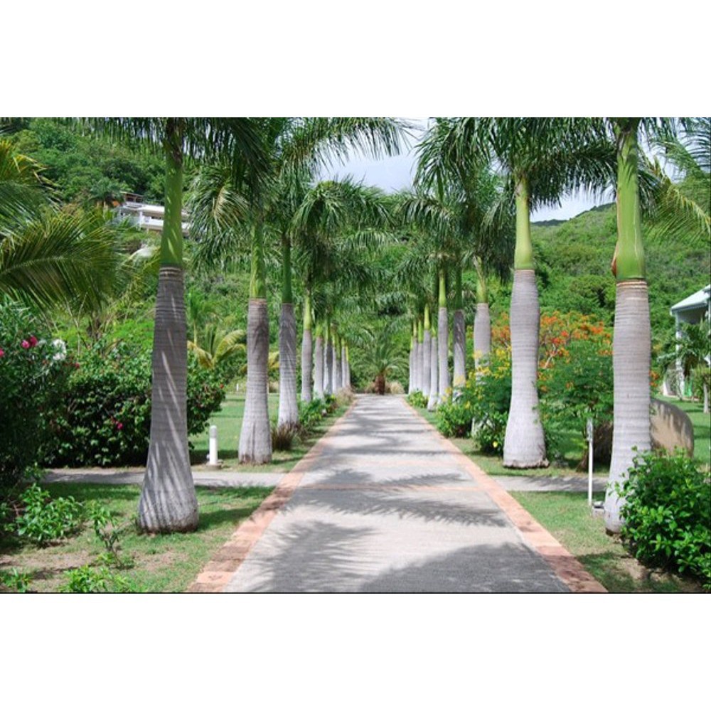 Jual ISI PAKET 5 bibit biji tanaman hias palem raja -RSB1990 | Shopee ...