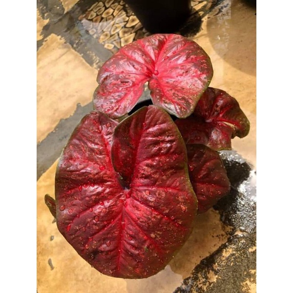 Jual Caladium/Keladi Red Devil | Shopee Indonesia
