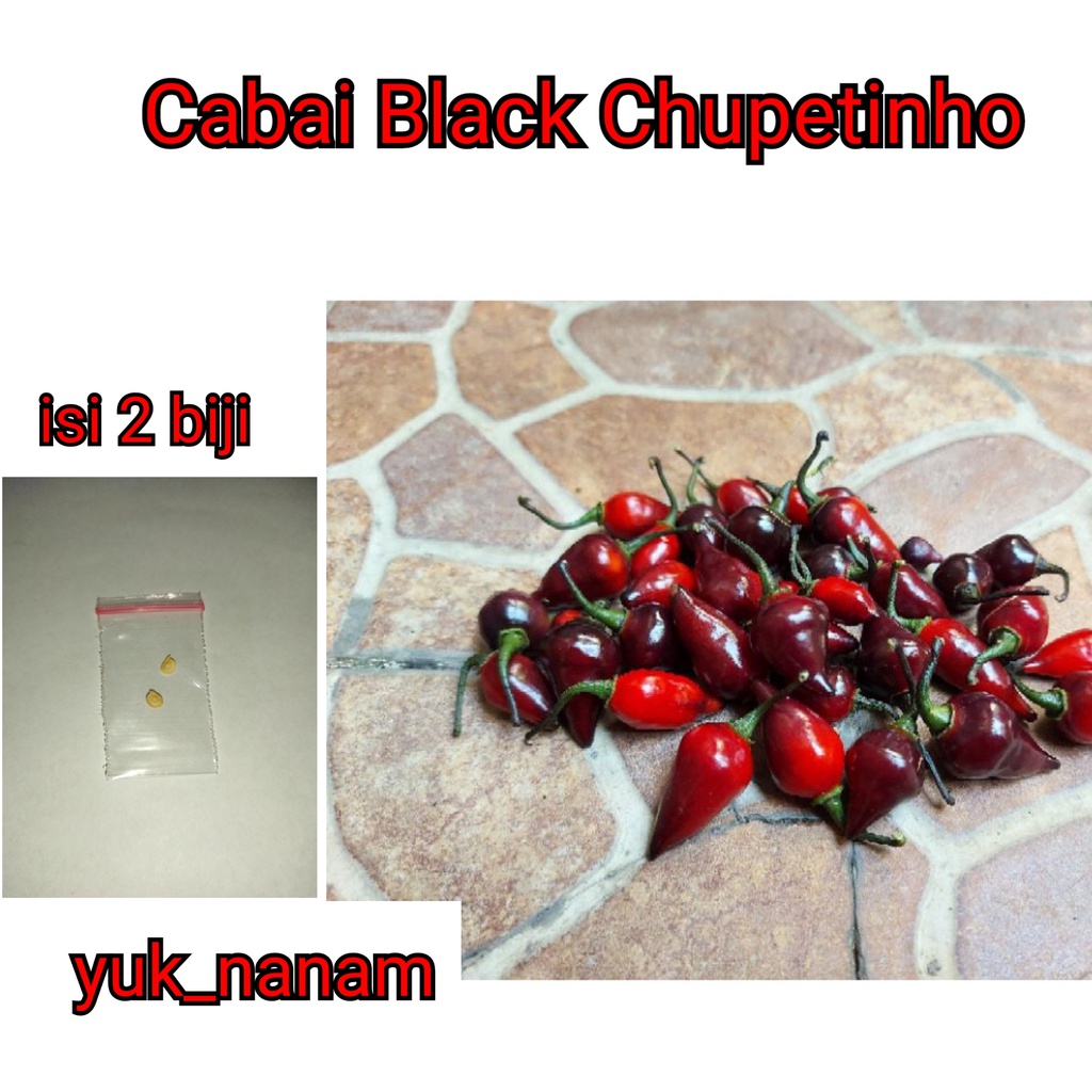 Jual 2 Benih Cabe Hias Black Chupetinho Bibit Tanaman Cabai Hitam Super ...