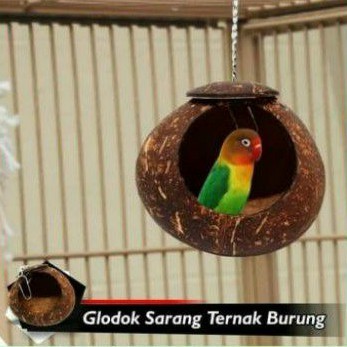 Jual GLODOK BATOK RUMAH - SARANG BERTELUR BURUNG LOVEBIRD KENARI ...