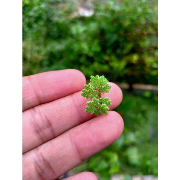 Jual Azola Microphyla | Shopee Indonesia