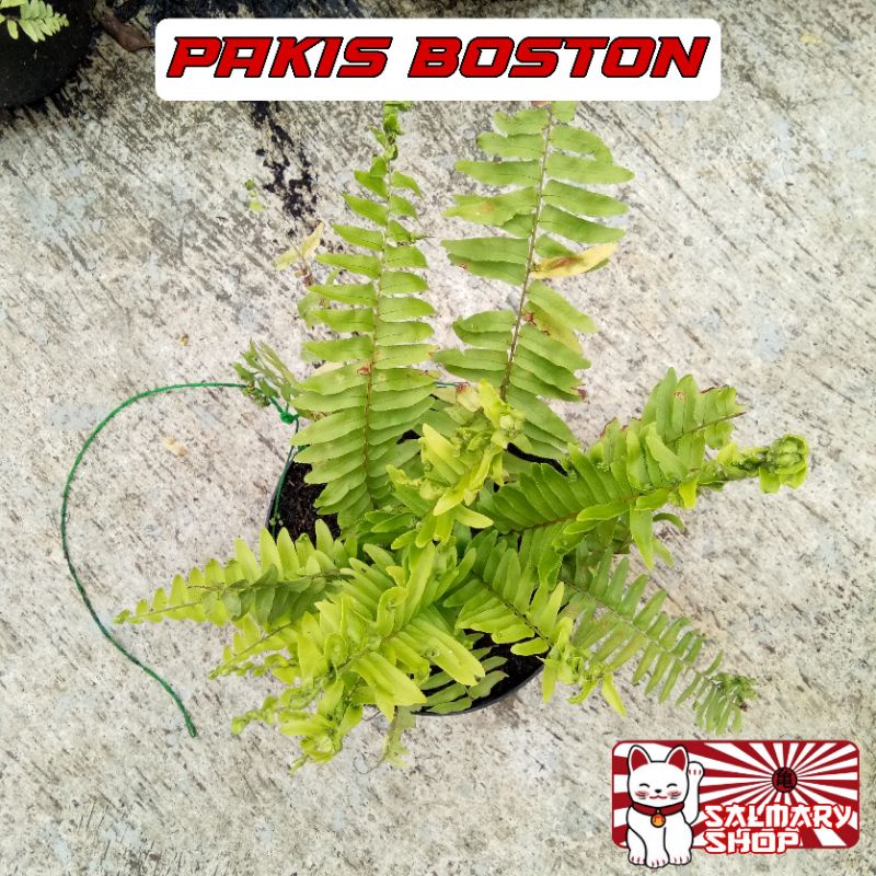Jual Tanaman Hias Gantung Pakis Boston Asli Hutan / Kelabang / Tanaman ...