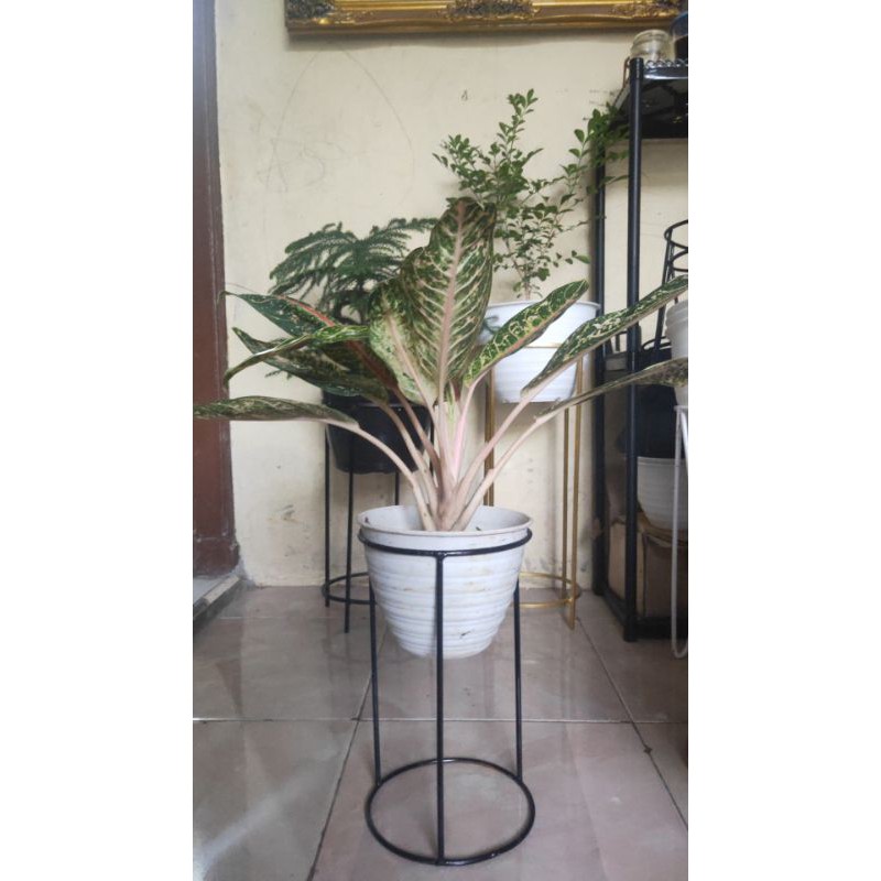Jual Standing pot dudukan pot | Shopee Indonesia