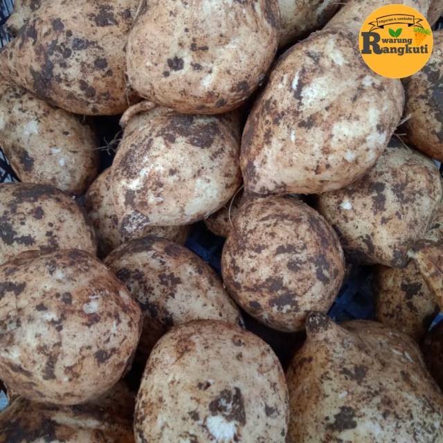 Jual Ubi Putih 1 kg 11000 | Shopee Indonesia