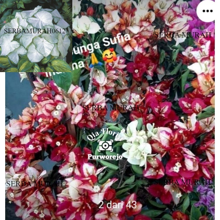 Jual Tanaman BOUGENVILLE - BUGENVILE - bibit bogenfile sufia india ...
