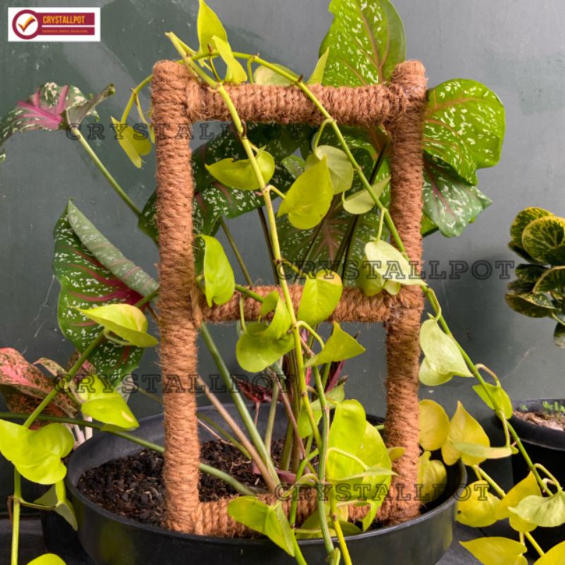 Jual TURUS TANGGA RAMBATAN PENYANGGA TANAMAN RAMBAT 50CM - TURUS TANGGA ...