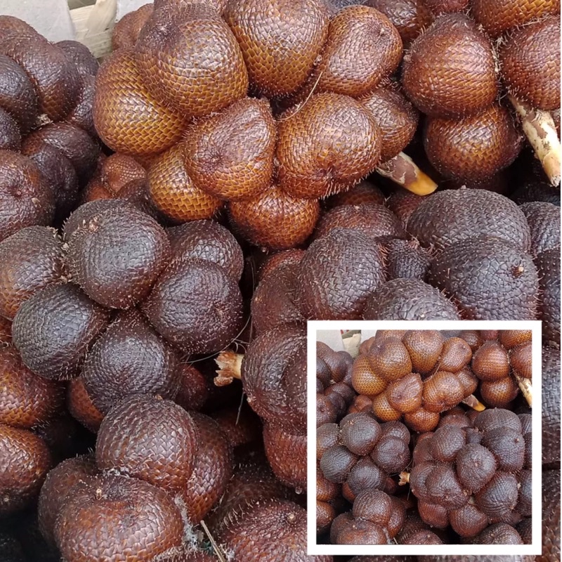 Jual SALAK GULA PASIR BALI | Shopee Indonesia