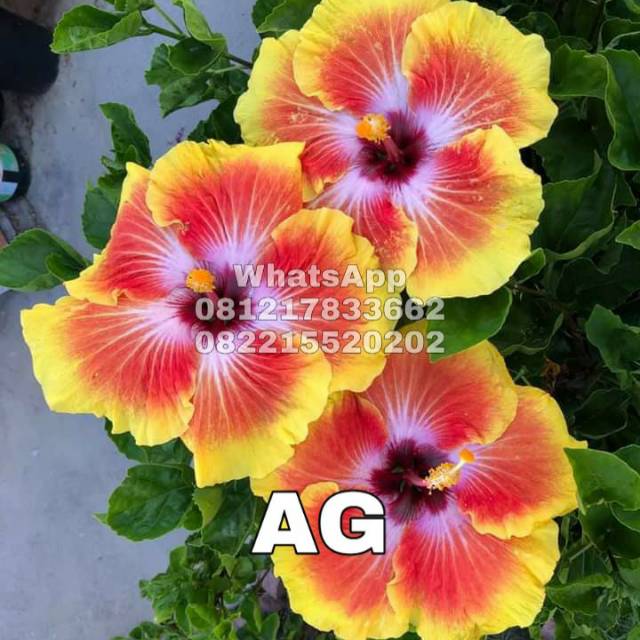 Jual Tanaman hidup langka bunga sepatu Acapulco Gold | Rare Hibiscus ...