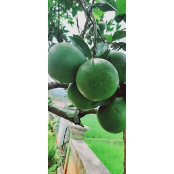 Jual Buah jeruk bali mini per 1kg | Shopee Indonesia