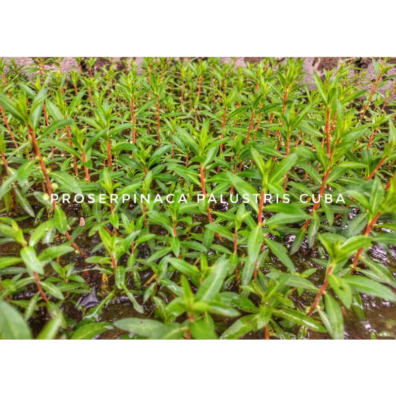 Jual Proserpinaca Palustris Cuba (10 batang) - Tanaman Stem Aquascape ...