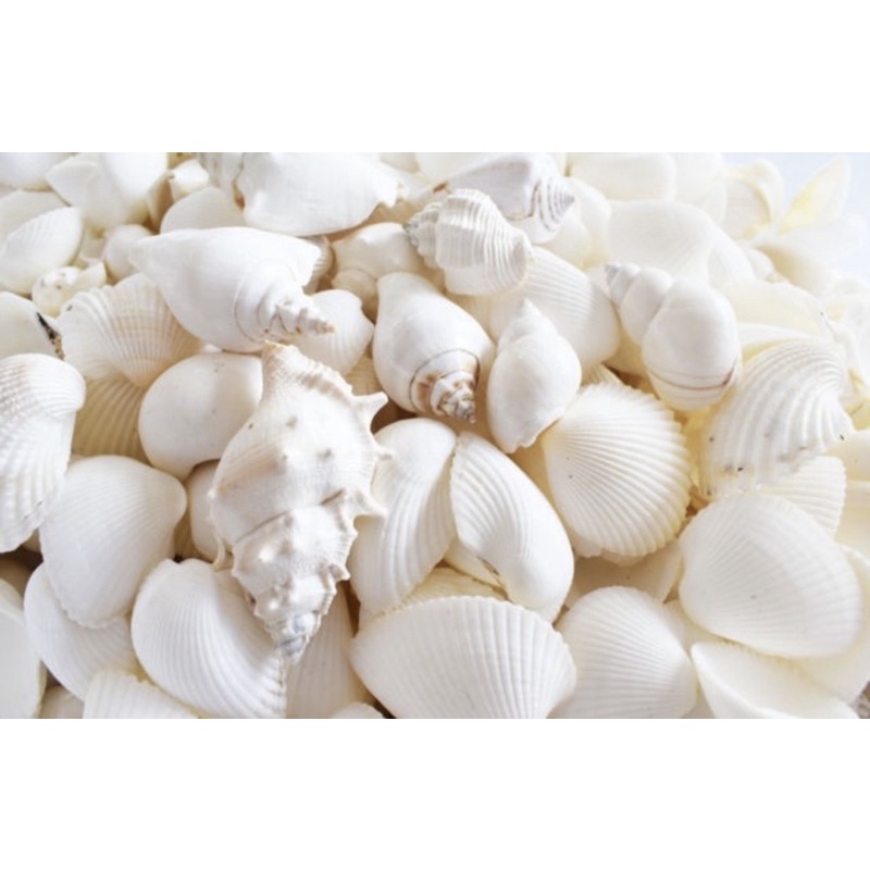 Jual Tepung Kulit Kerang LAUT SeaShell Halus Murni 100% Asli Original ...