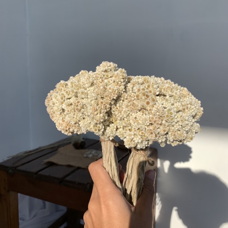 Jual Bunga Abadi Edelweiss 30 Tangkai Natural | Shopee Indonesia