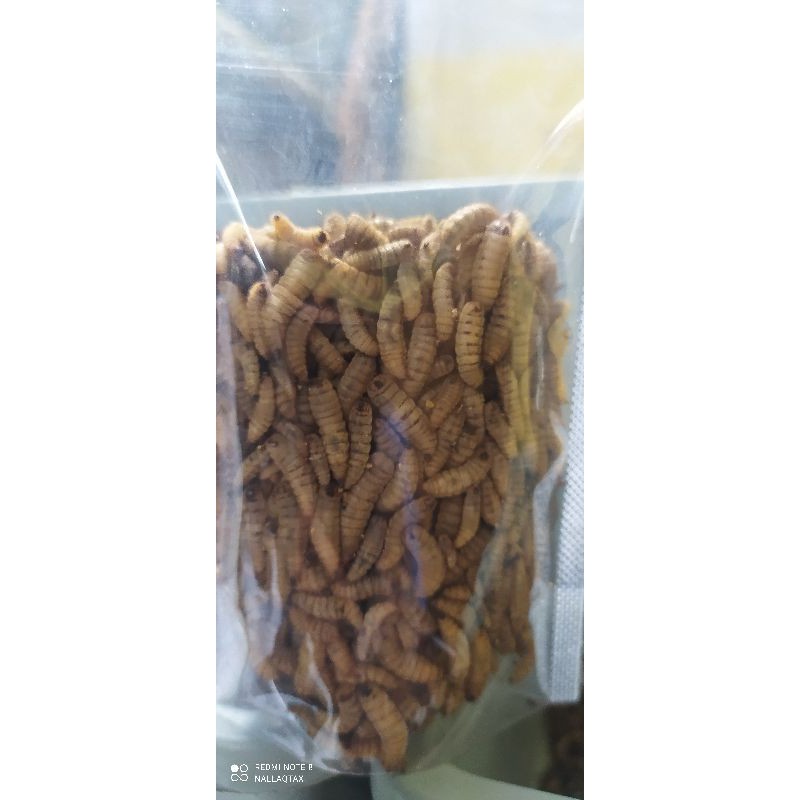 Jual Fresh Maggot non limbah 100g | Shopee Indonesia