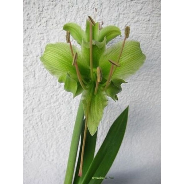 Jual COD Tanaman hias Bakung amarilis bunga green besar-tanaman hidup ...