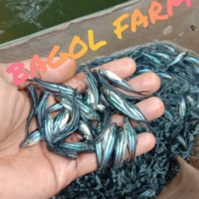 Jual Bibit Patin 2 inci/ 5-6 cm | Shopee Indonesia