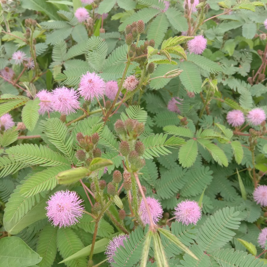 Jual Putri Malu segar 800 gram (Mimosa pudica) - Tanaman Herbal ...