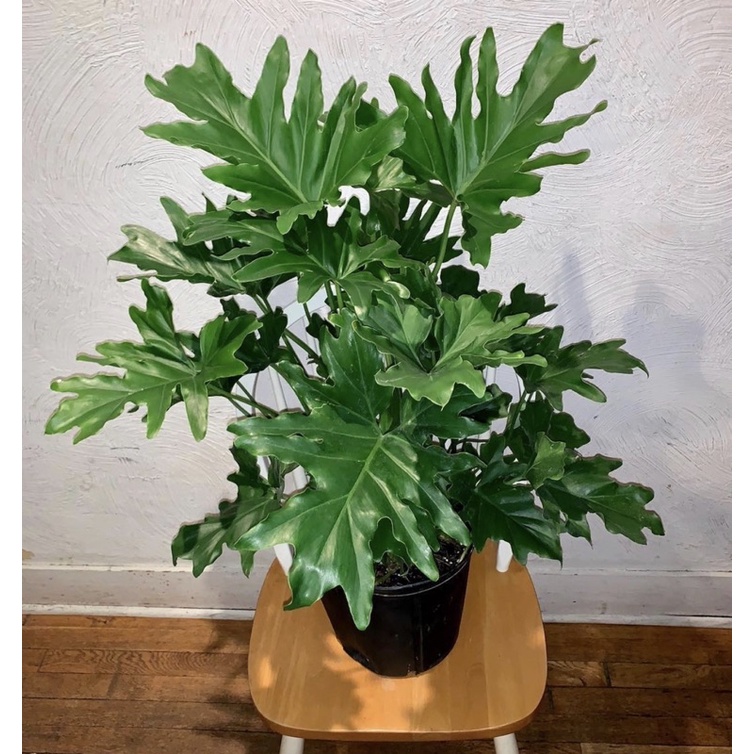 Jual Tanaman hias monstera jari - philodendron selloum - philodendrum ...
