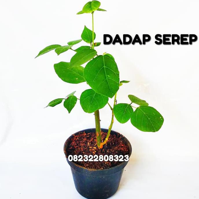 Jual DADAP SEREP BIBIT DADAP SEREP TANAMAN DADAP SEREP BIBIT TANAMAN ... Jual DADAP SEREP BIBIT DADAP SEREP TANAMAN DADAP SEREP BIBIT TANAMAN ...