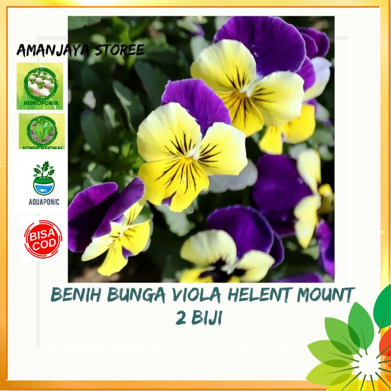Jual benih BUNGA VIOLA HELENT MOUNT isi 3 biji tanaman hias | Shopee ...