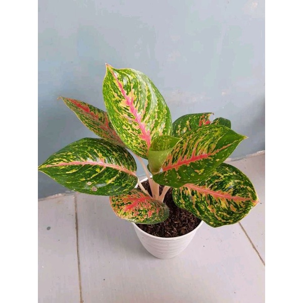 Jual BUNGA AGLAONEMA BIG PAPA || AGLONEMA BIG PAP || AGLO BIG PAPA ...