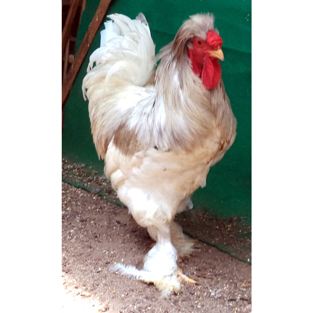 Jual Ayam brahma Park jenis splash jantan ( real foto dan video ...