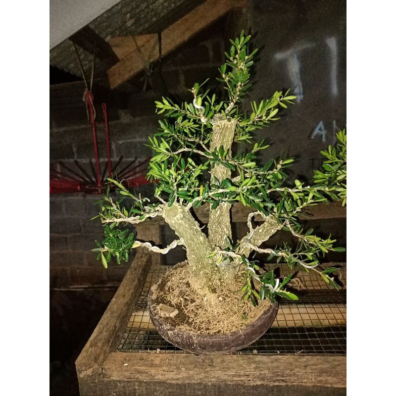 Jual bonsai boxus - tanaman bonsai boxus | Shopee Indonesia