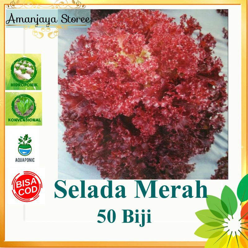 Jual {50 biji}Benih SELADA MERAH keriting bibit sayuran | Shopee Indonesia