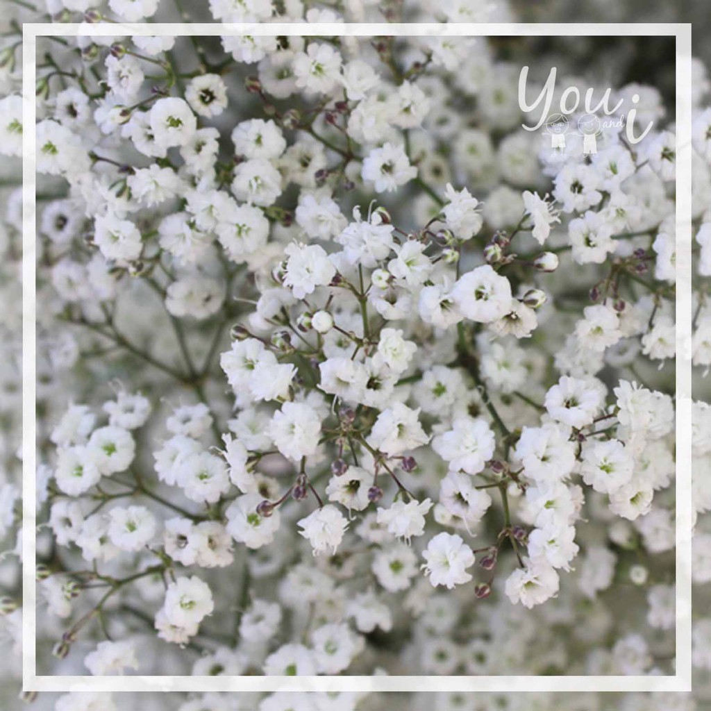 Jual BABY'S BREATH WHITE [isi-4] Benih Biji Bunga | Shopee Indonesia