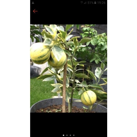 Jual Pohon jeruk lemon varigata | Shopee Indonesia