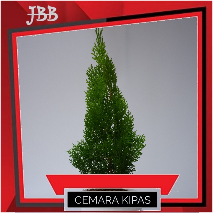 Jual Tanaman Hias Cemara - Cemara Indoor - Outdoor | Shopee Indonesia
