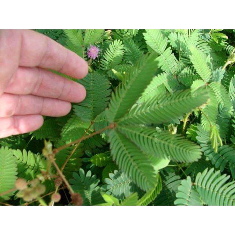 Jual Herbal Daun Putri Malu Segar langsung petik | Shopee Indonesia